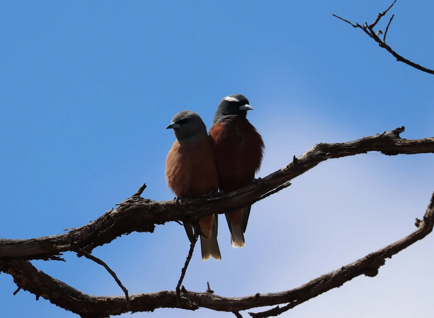 October socials — Mallee Conservation