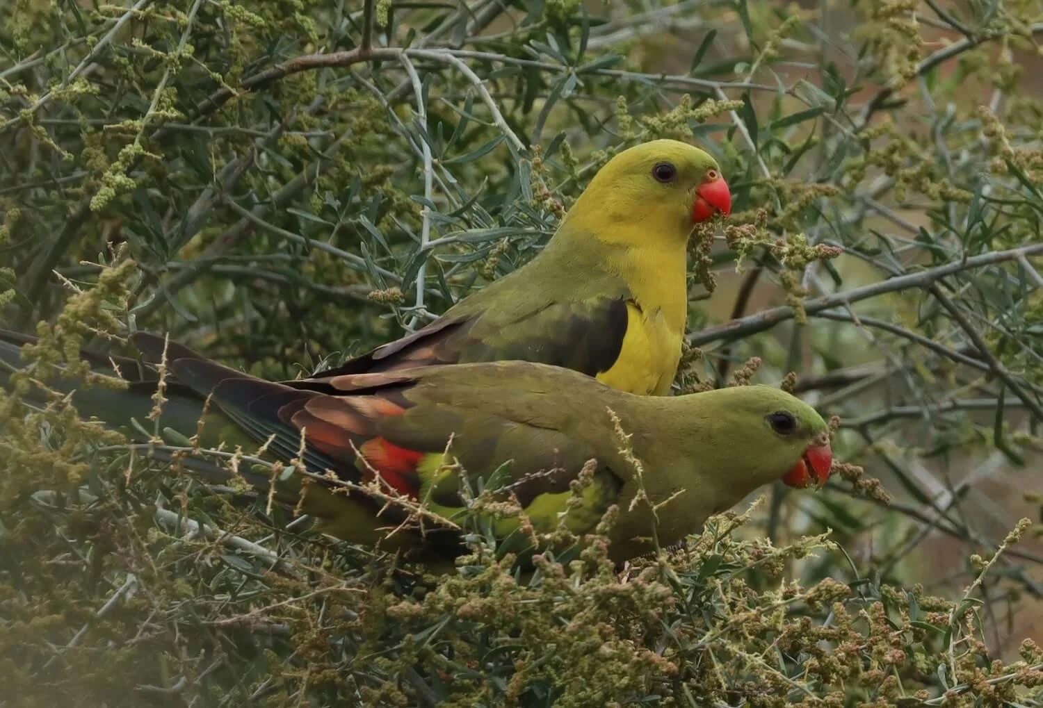 November socials — Mallee Conservation