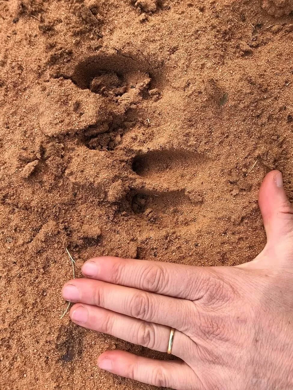Fencing for pigs — Mallee Conservation