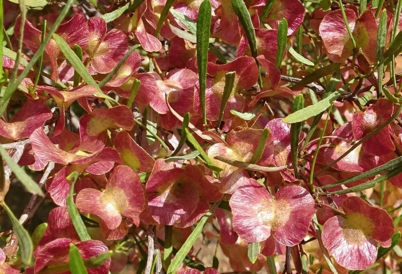 Hopbush - the good and bad — Mallee Conservation
