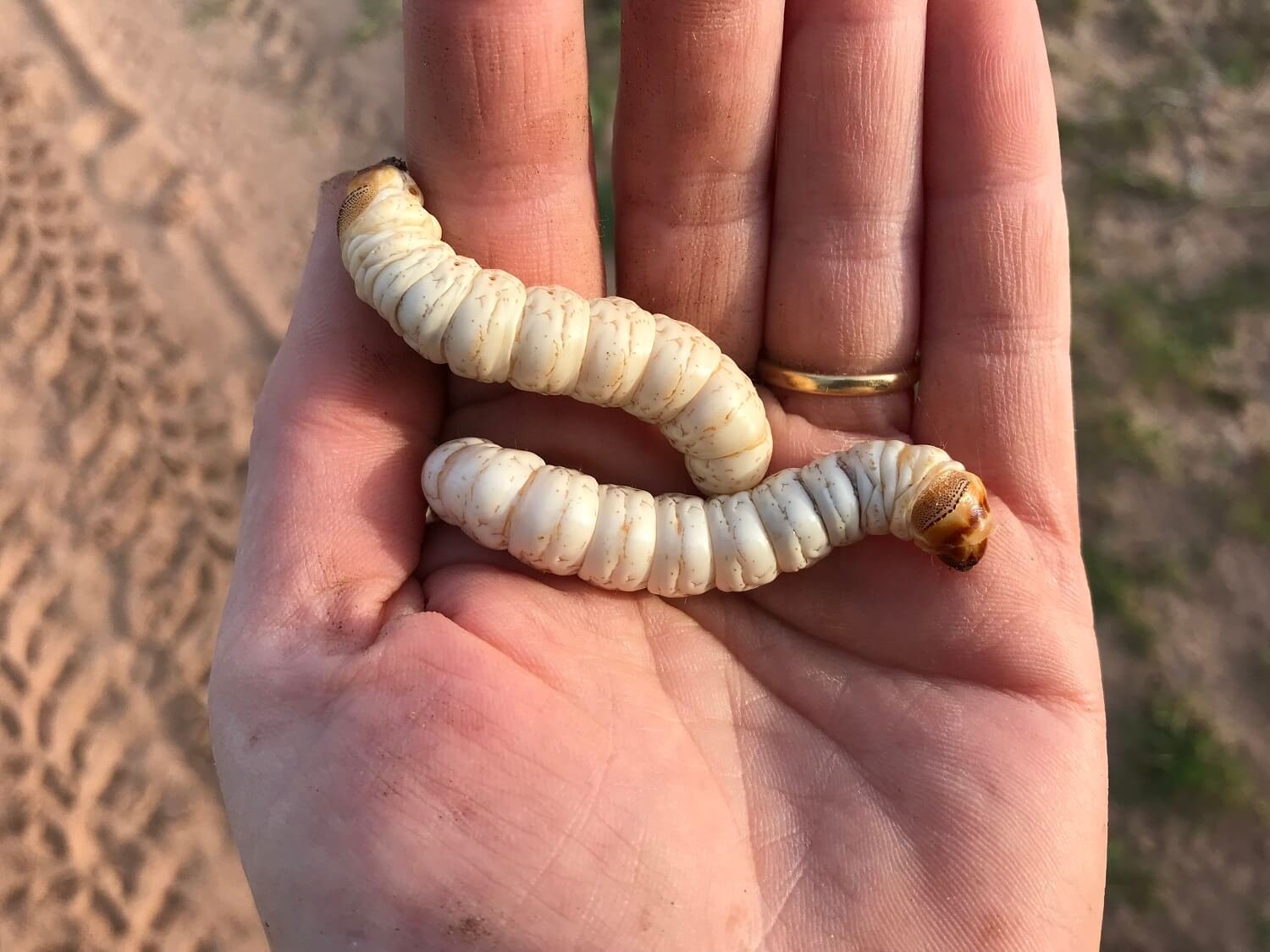 Hopbush - the good and bad — Mallee Conservation