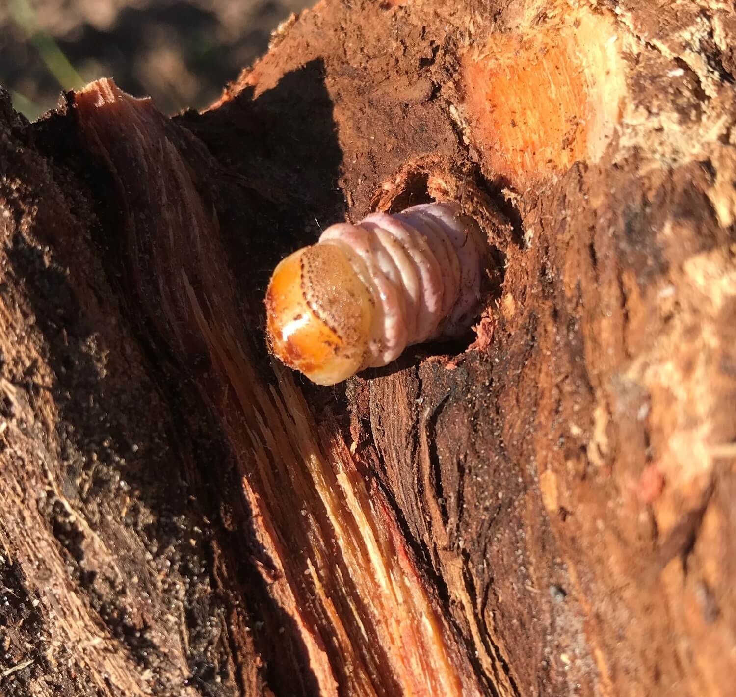 Hopbush - the good and bad — Mallee Conservation