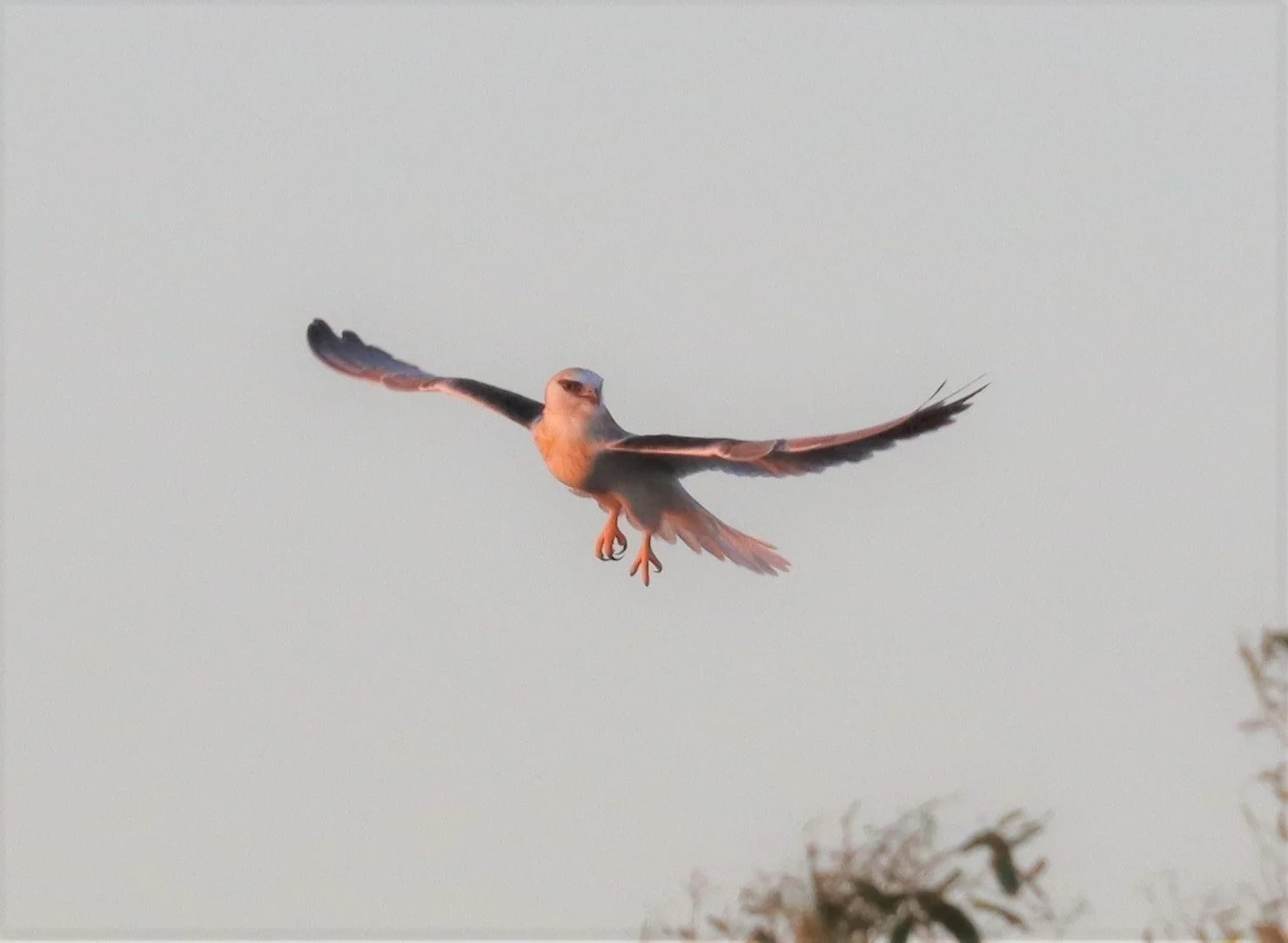 Raptors — Mallee Conservation