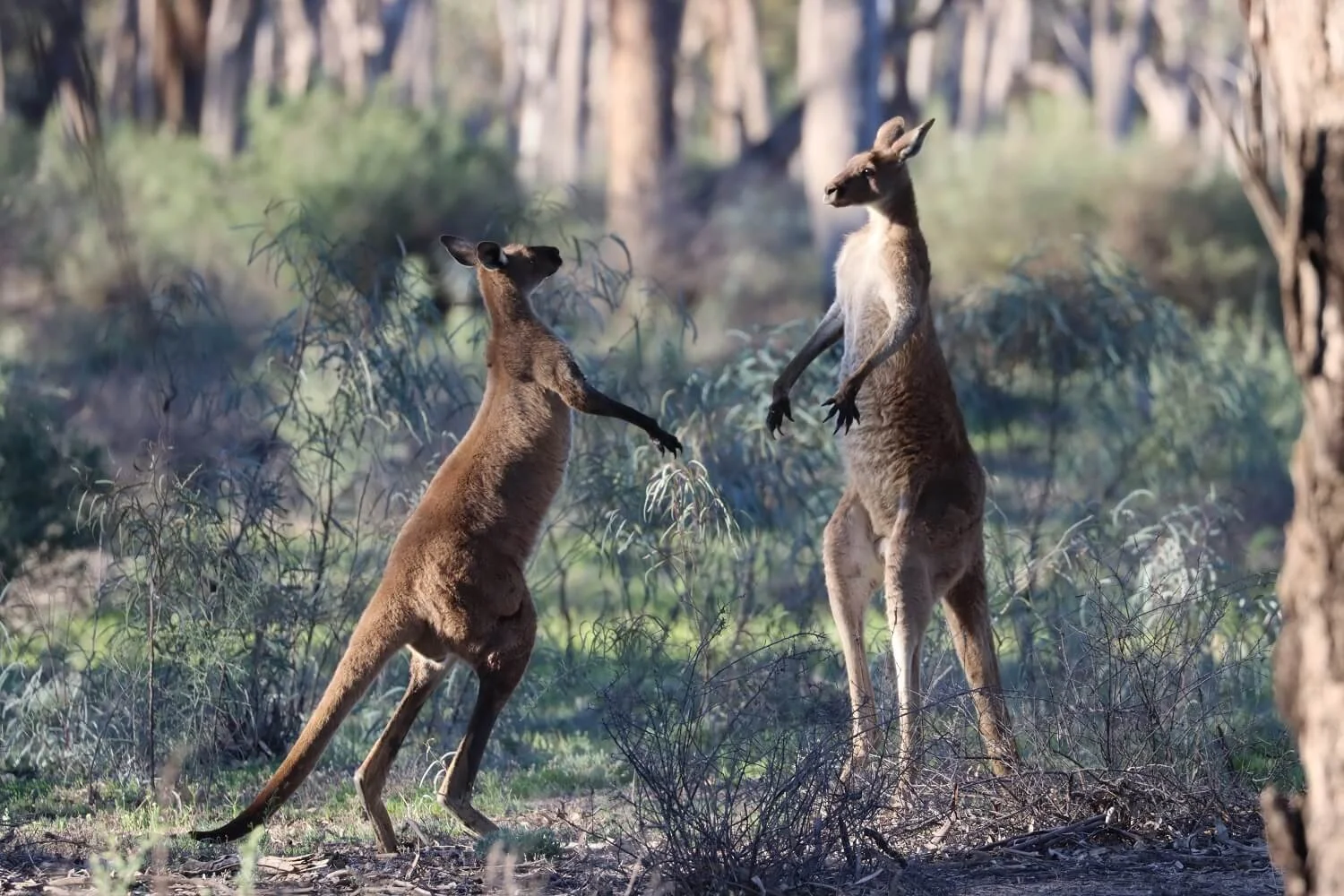 Mammals — Mallee Conservation
