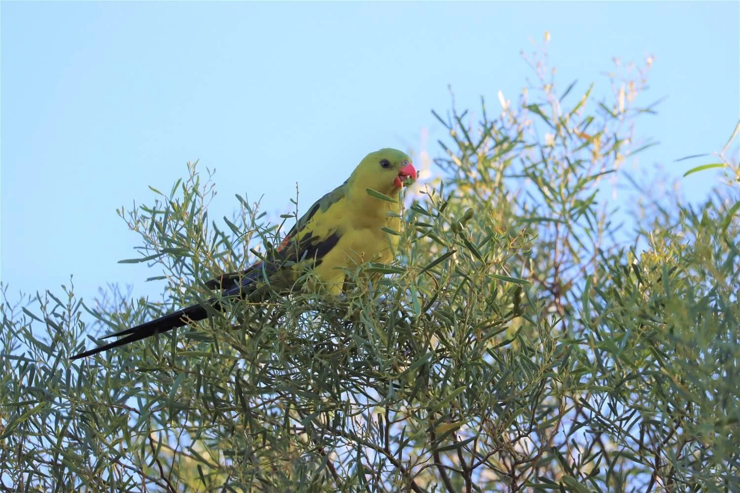 December socials — Mallee Conservation