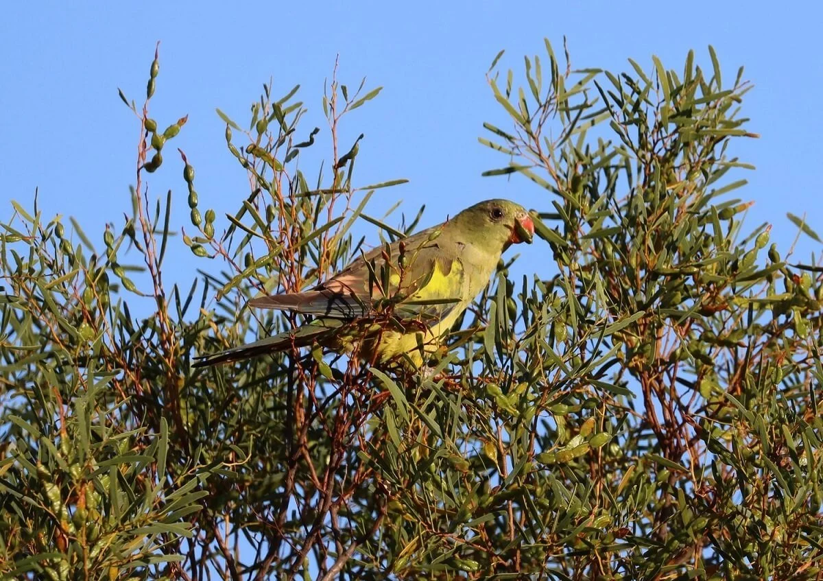 Blog — Mallee Conservation