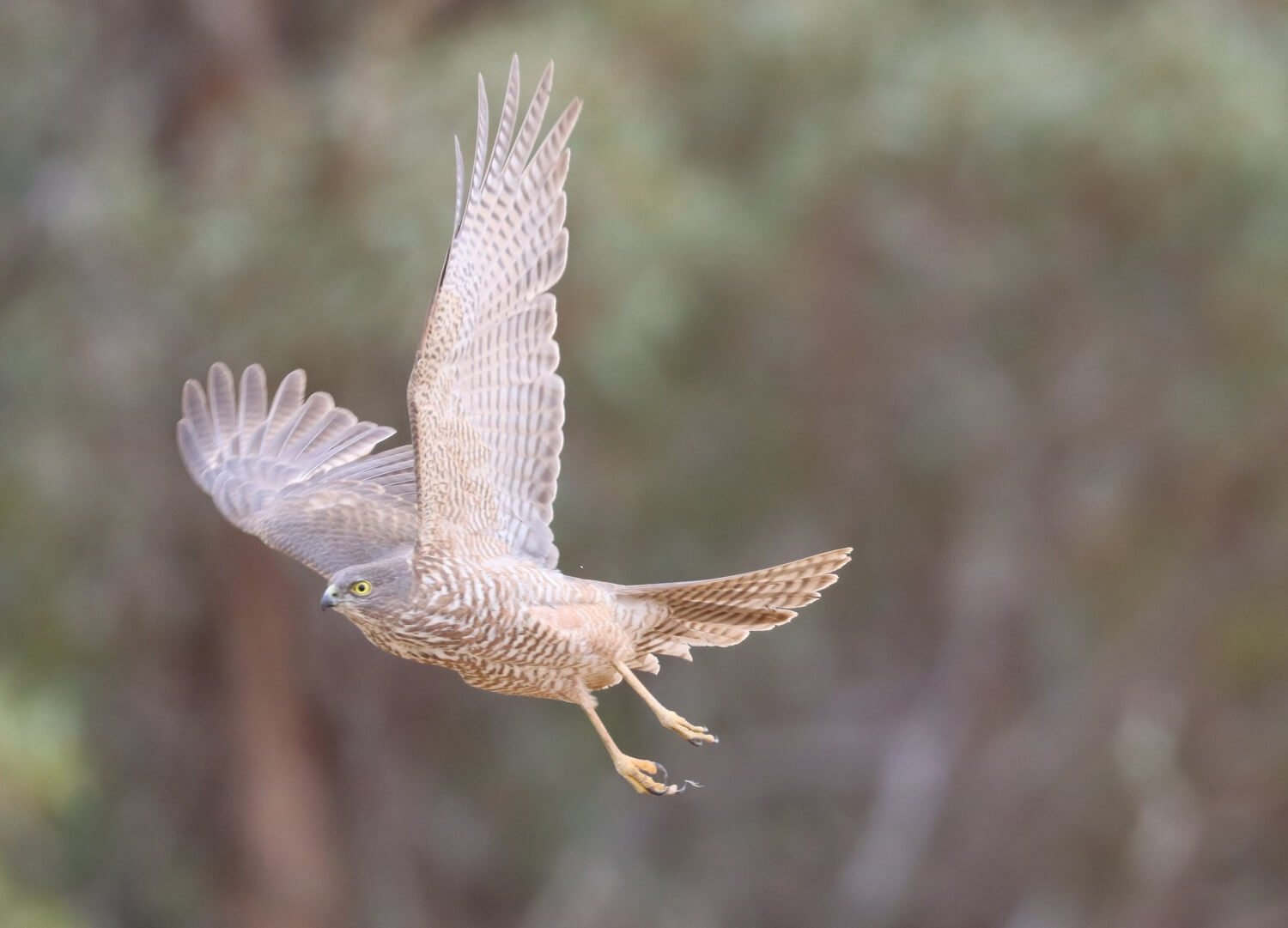 What birds can be seen in the Victorian Mallee? — Mallee Conservation