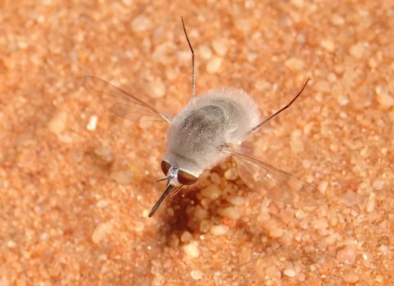 January socials — Mallee Conservation