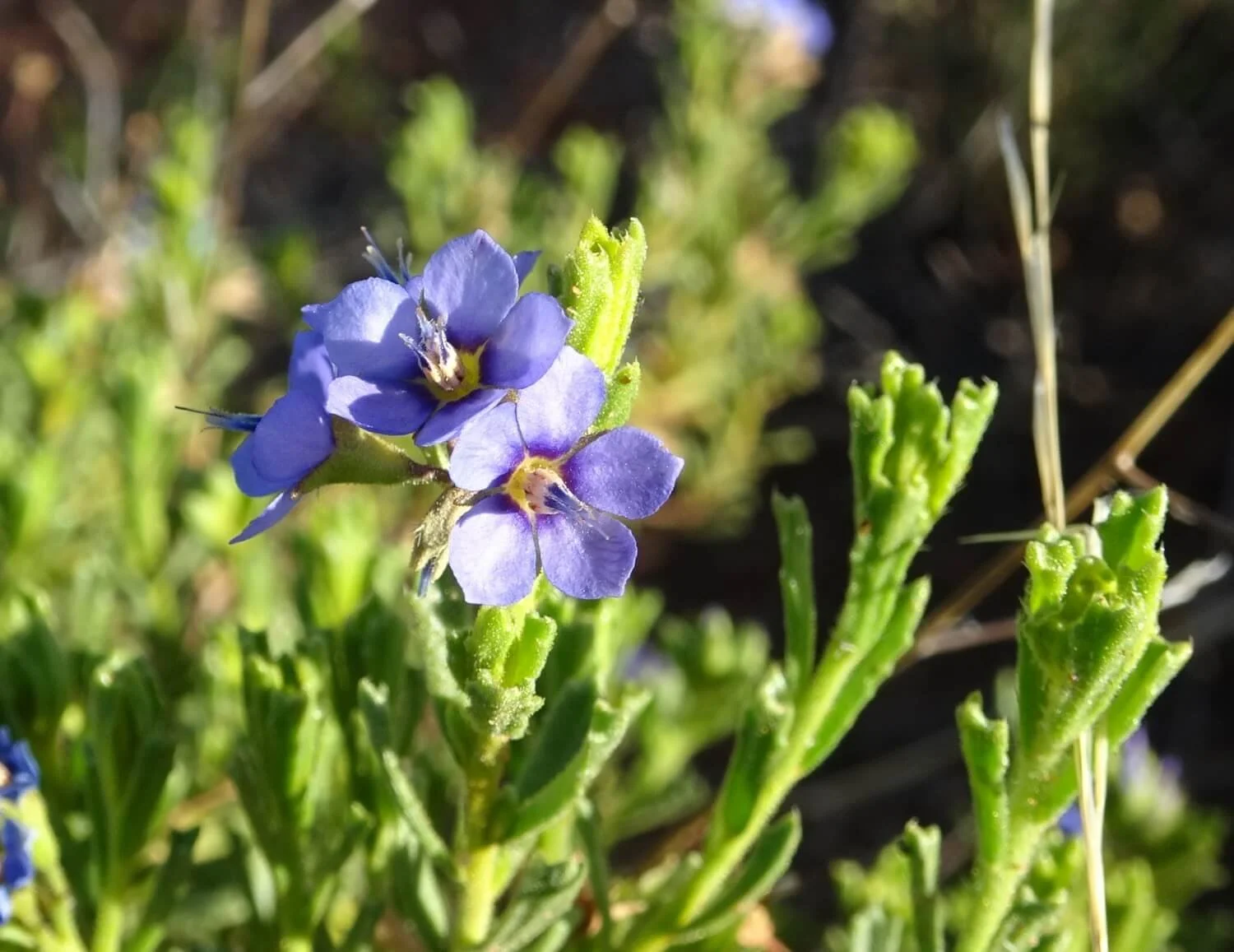 February socials — Mallee Conservation