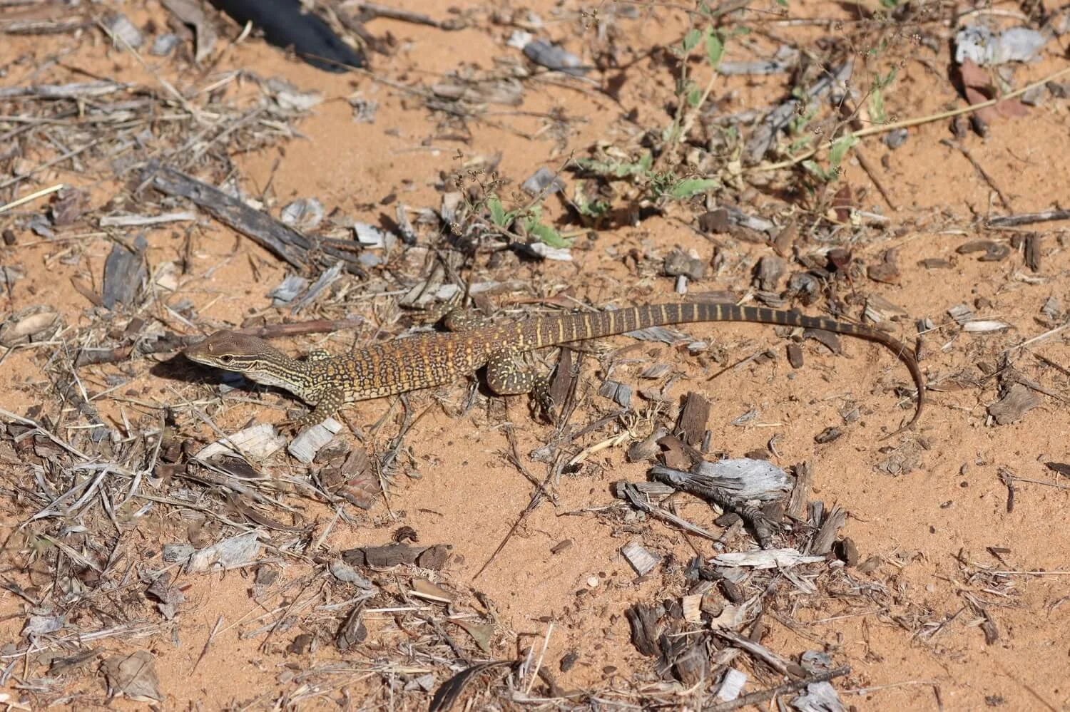 February socials — Mallee Conservation
