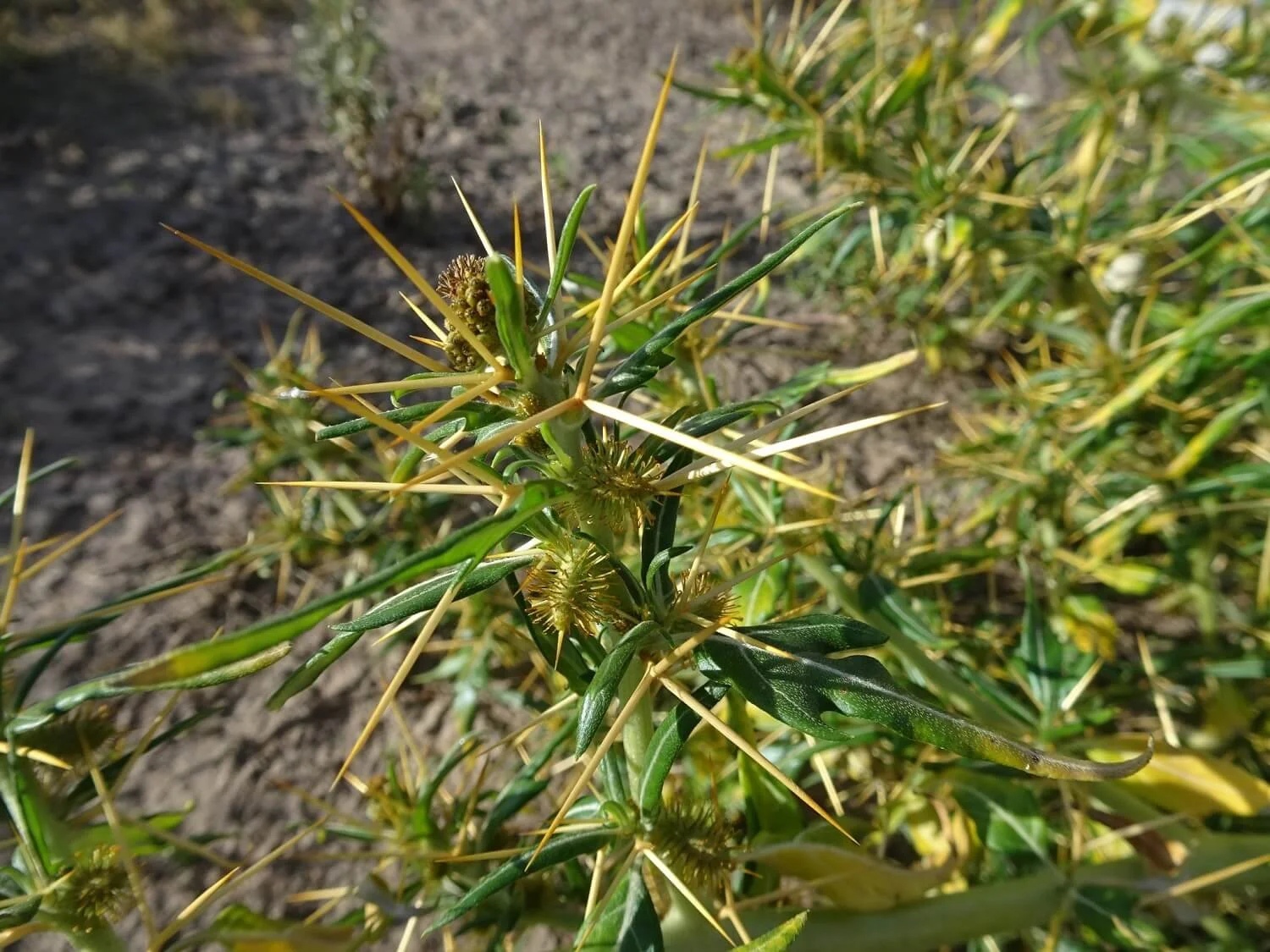 March socials — Mallee Conservation