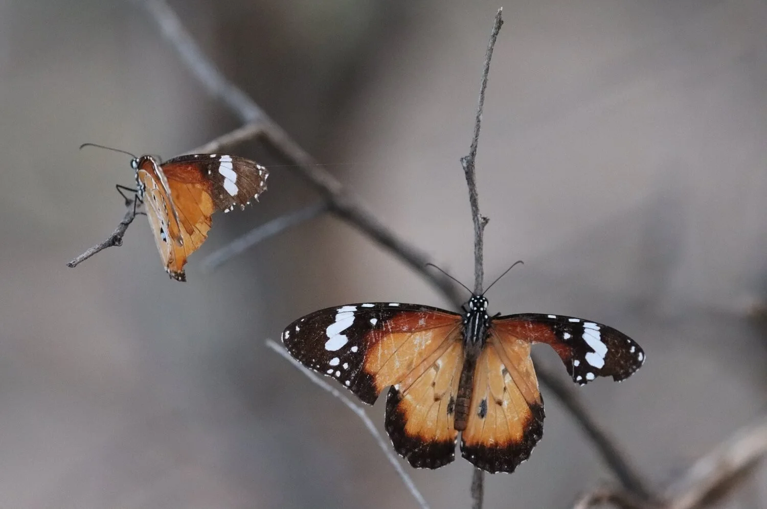 March socials — Mallee Conservation