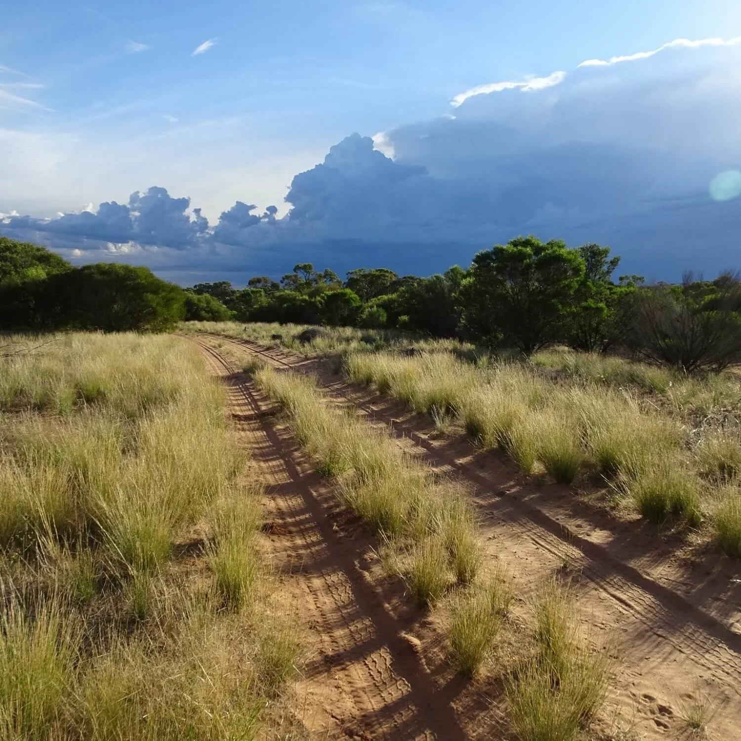 Murnong - the Yam Daisy — Mallee Conservation