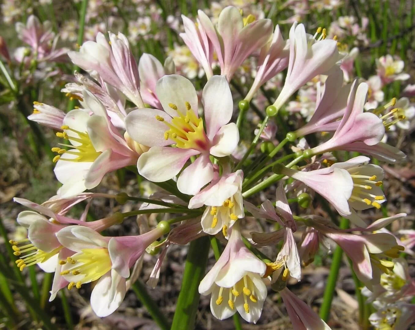 April socials — Mallee Conservation