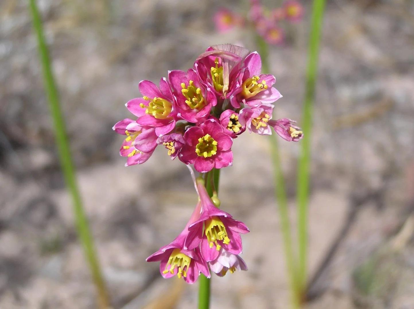 April socials — Mallee Conservation