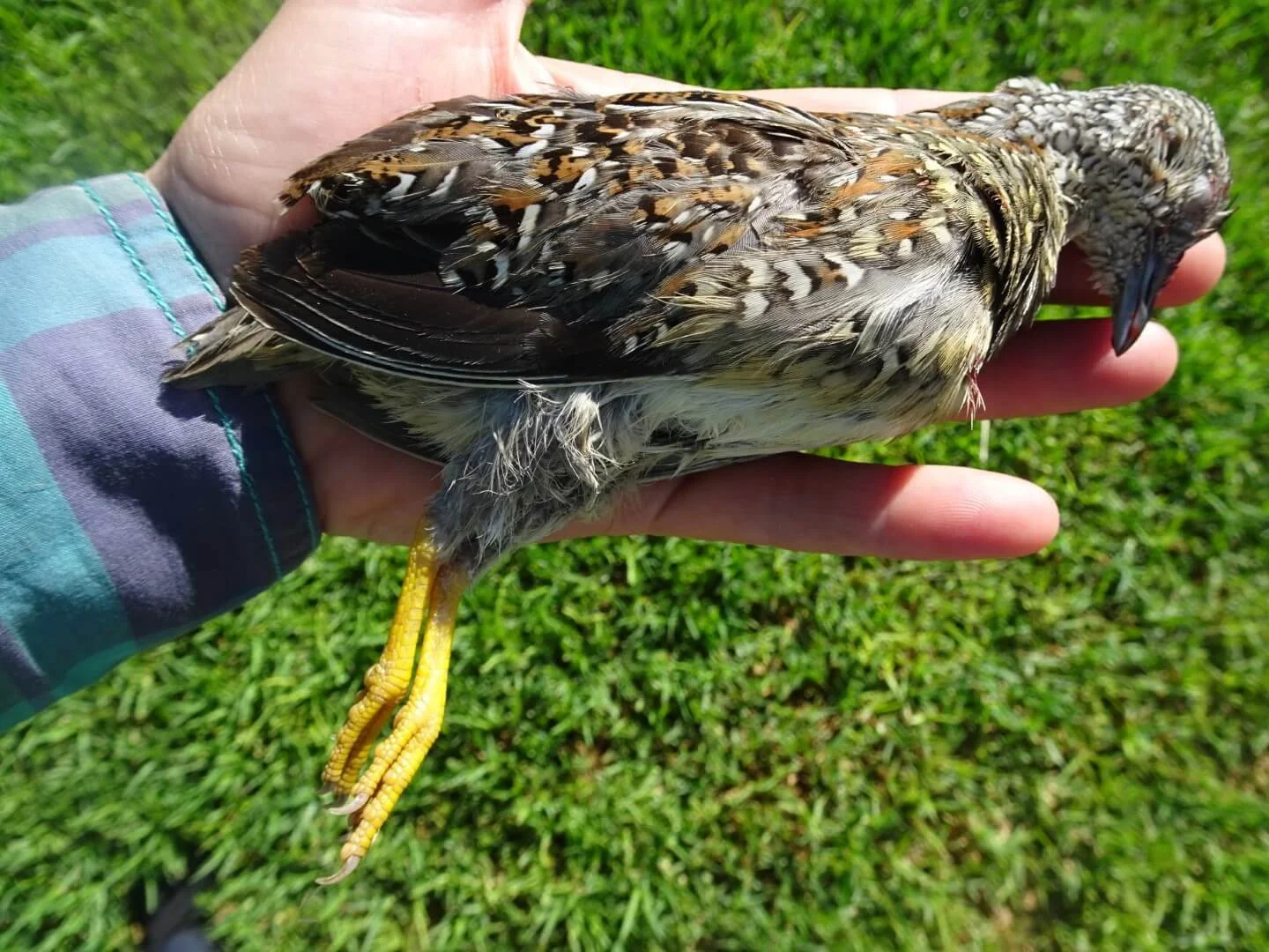 Cuckoos, Pigeons, Doves, Quail, Malleefowl — Mallee Conservation