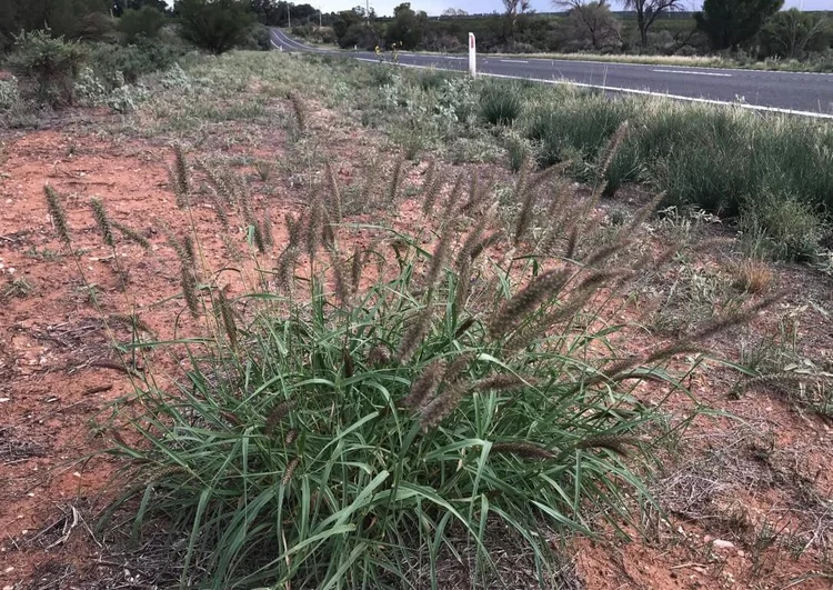 Identifying Buffel Grass — Mallee Conservation
