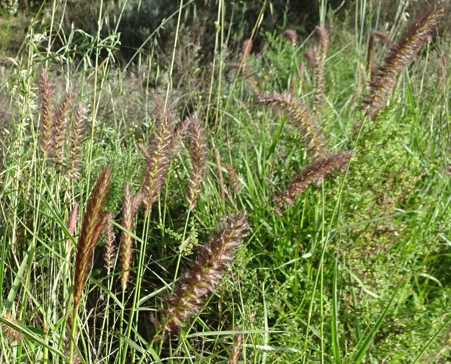 Buffel Grass — Mallee Conservation