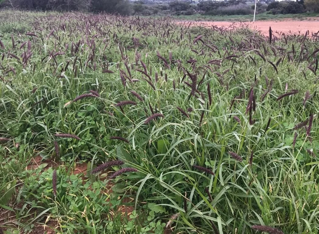 Buffel Grass- fires and biodiversity impacts — Mallee Conservation