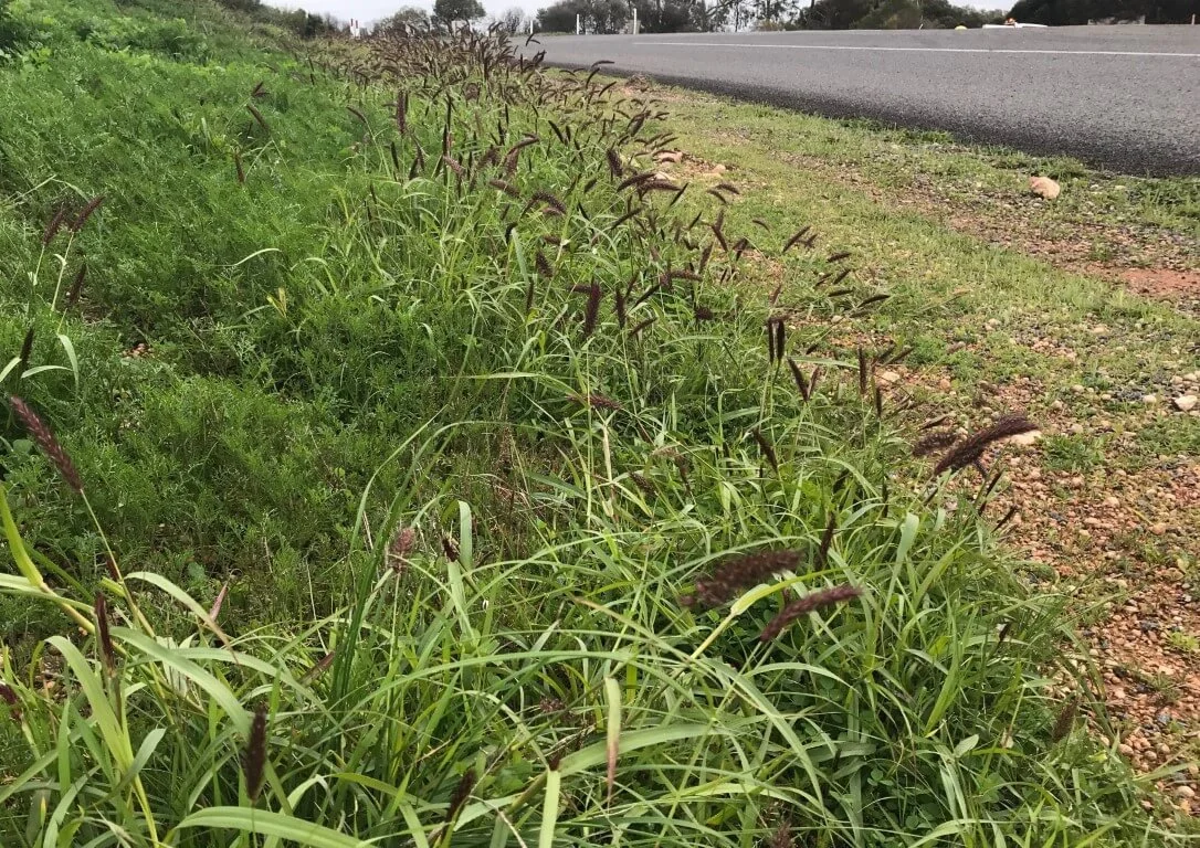 Identifying Buffel Grass — Mallee Conservation