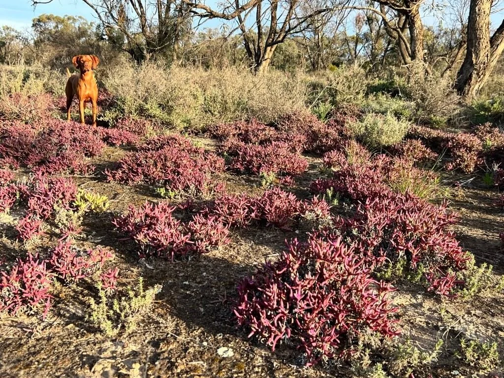 Looking back on July — Mallee Conservation