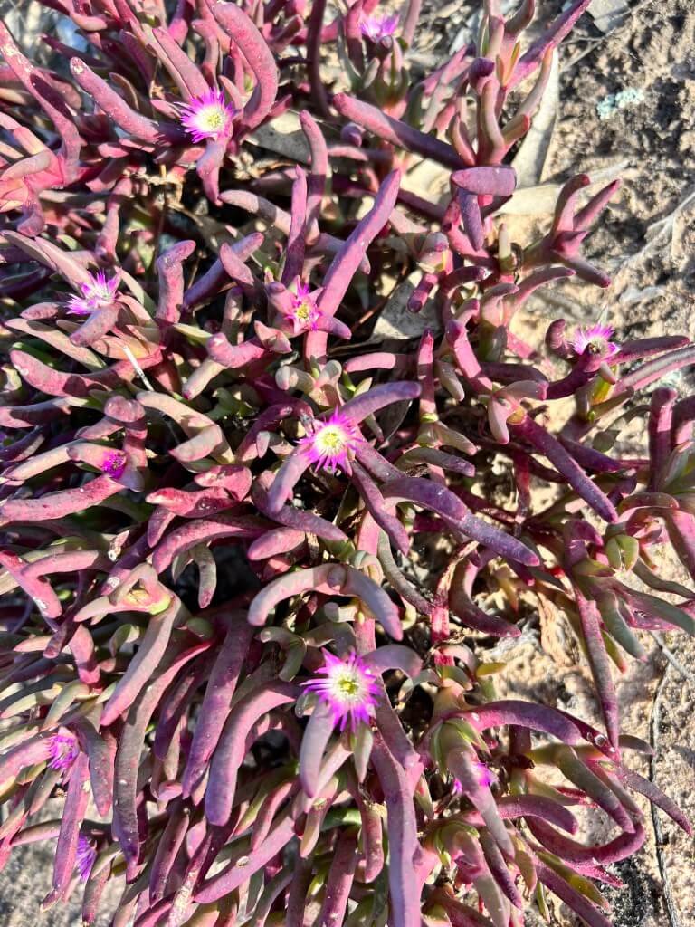 Looking back on July — Mallee Conservation