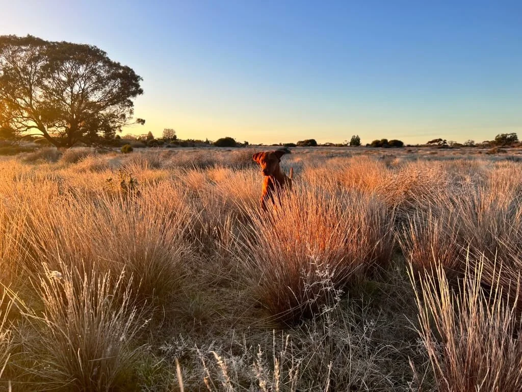 Looking back on July — Mallee Conservation