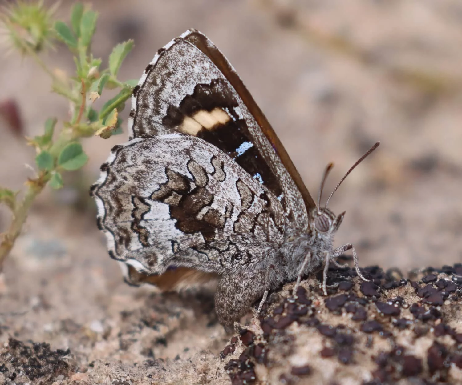 Blog — Mallee Conservation