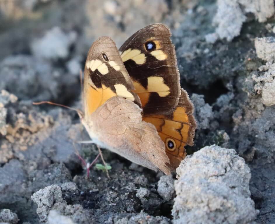 Blog 1 — Mallee Conservation