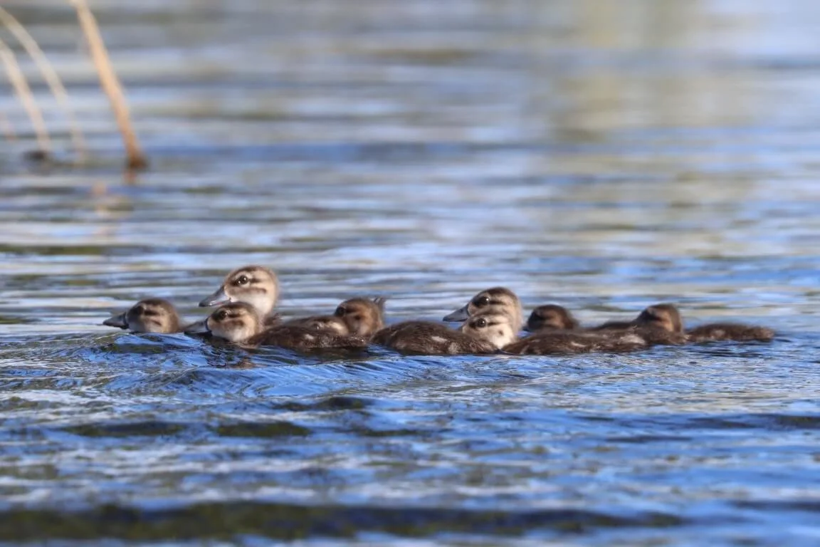 Waterbirds on our flooded creek — Mallee Conservation