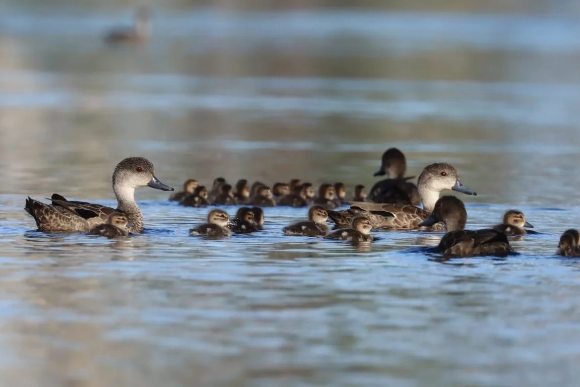 Waterbirds on our flooded creek — Mallee Conservation