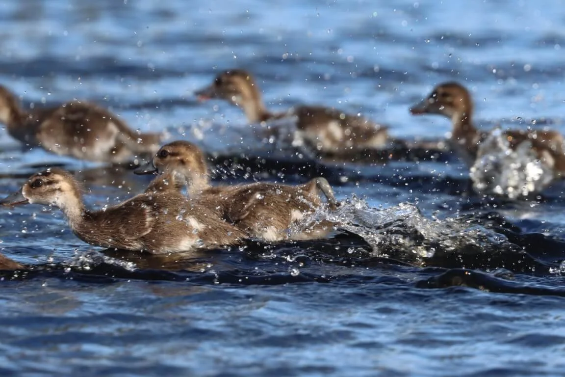 Waterbirds on our flooded creek — Mallee Conservation