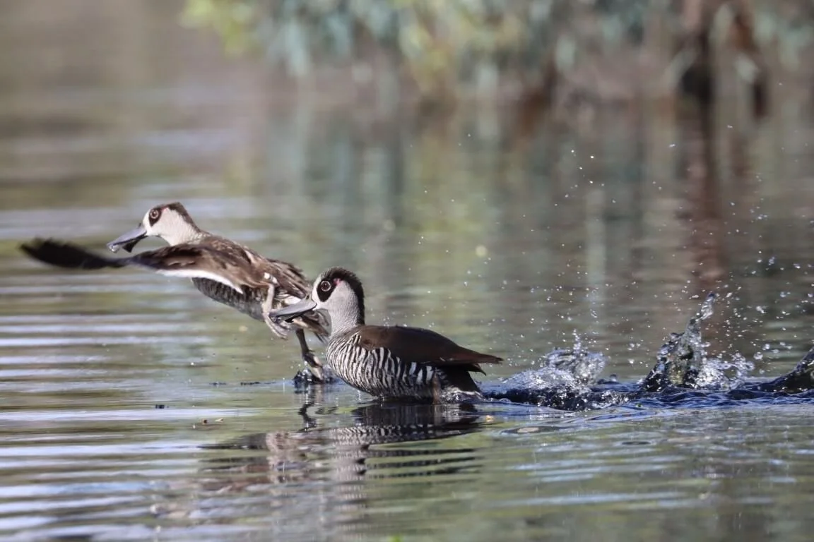 Waterbirds on our flooded creek — Mallee Conservation