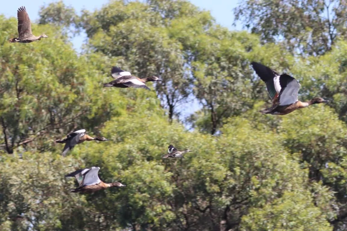 Waterbirds on our flooded creek — Mallee Conservation