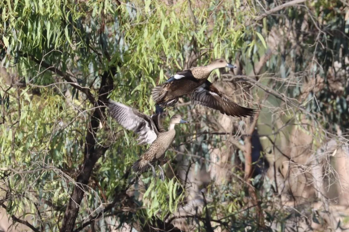 Waterbirds on our flooded creek — Mallee Conservation