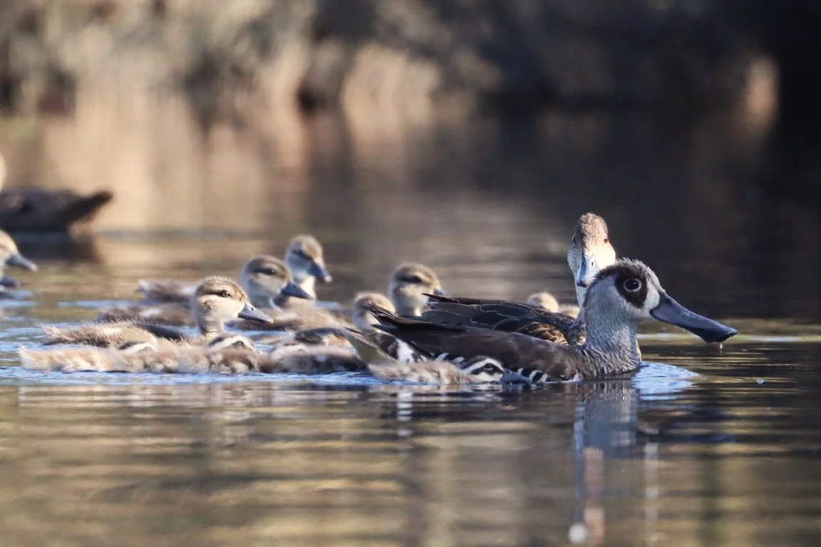 Waterbirds on our flooded creek — Mallee Conservation