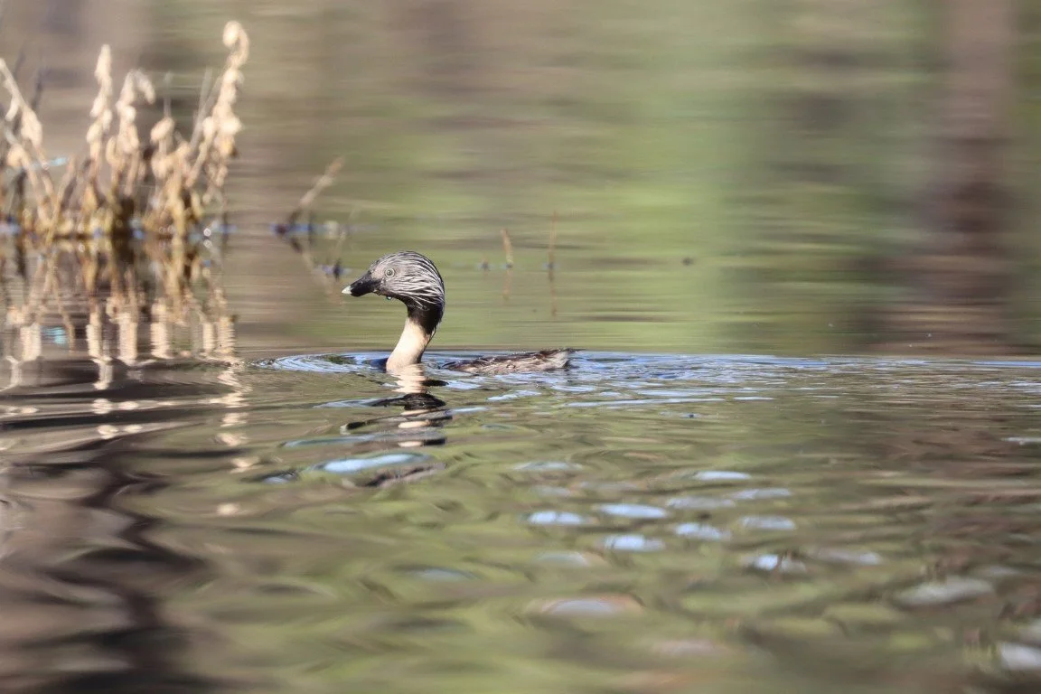 Waterbirds on our flooded creek — Mallee Conservation