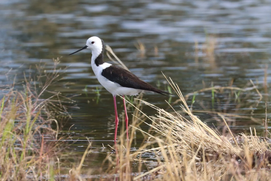 Waterbirds on our flooded creek — Mallee Conservation