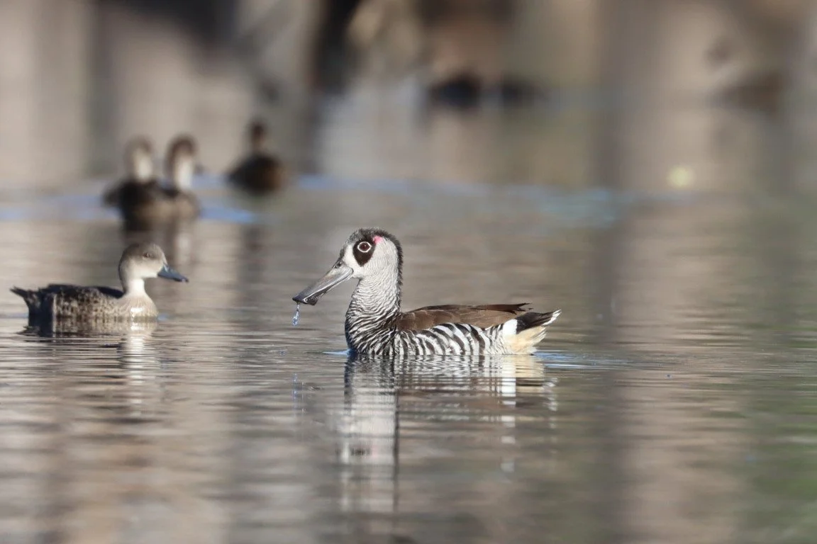 Waterbirds on our flooded creek — Mallee Conservation