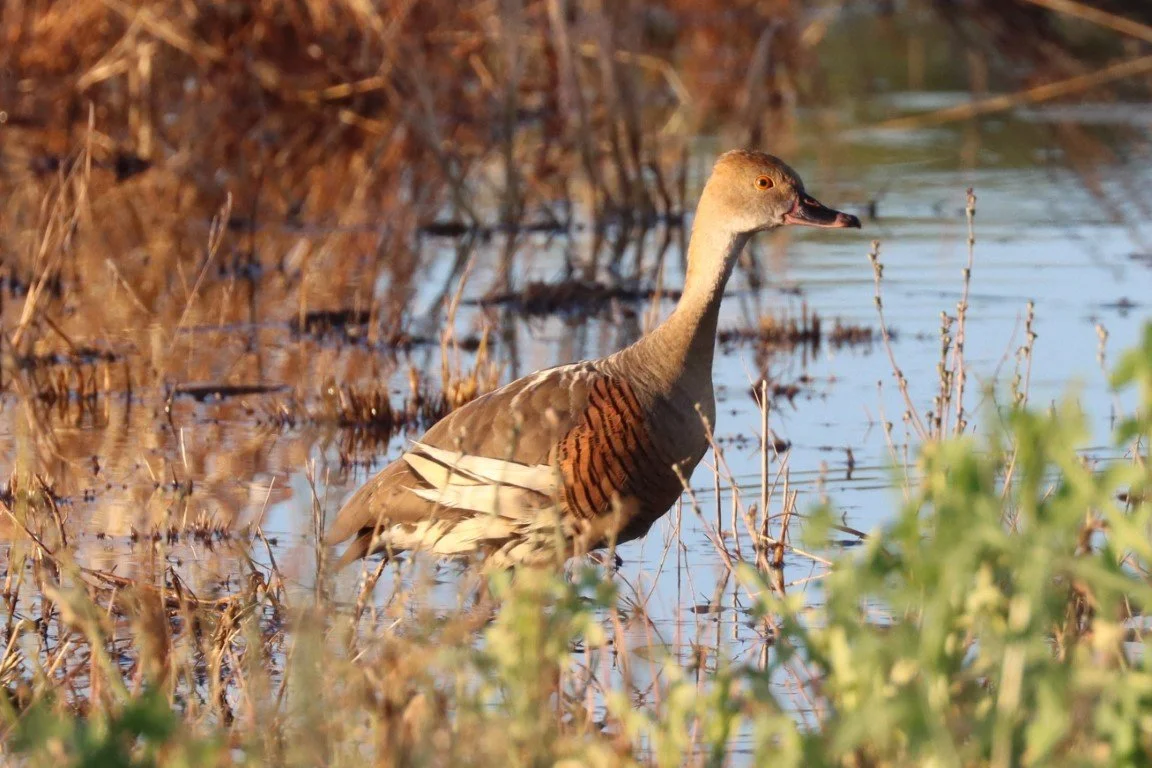 Waterbirds on our flooded creek — Mallee Conservation