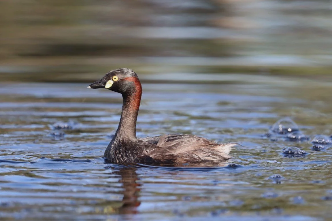 Waterbirds on our flooded creek — Mallee Conservation