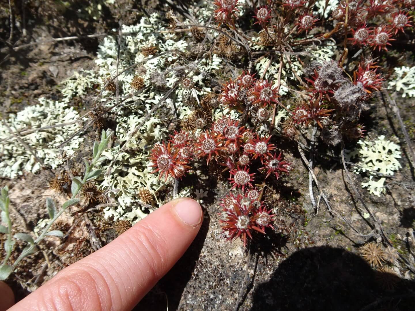 Wetland ecologists are awesome — Mallee Conservation