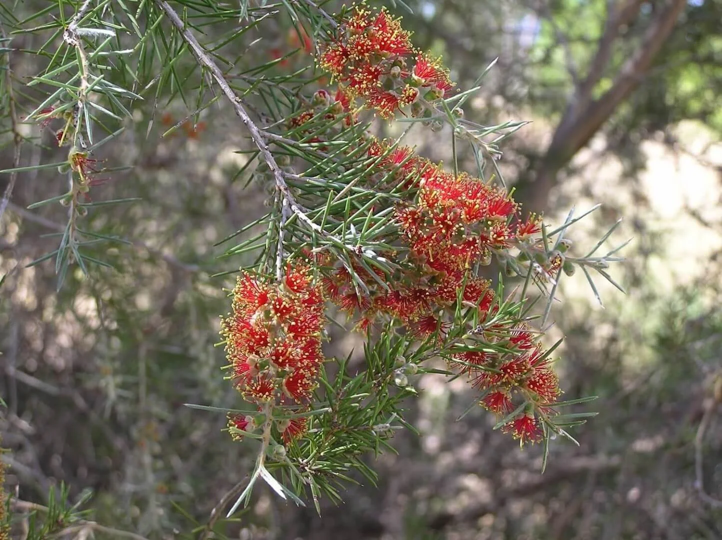 Wetland ecologists are awesome — Mallee Conservation