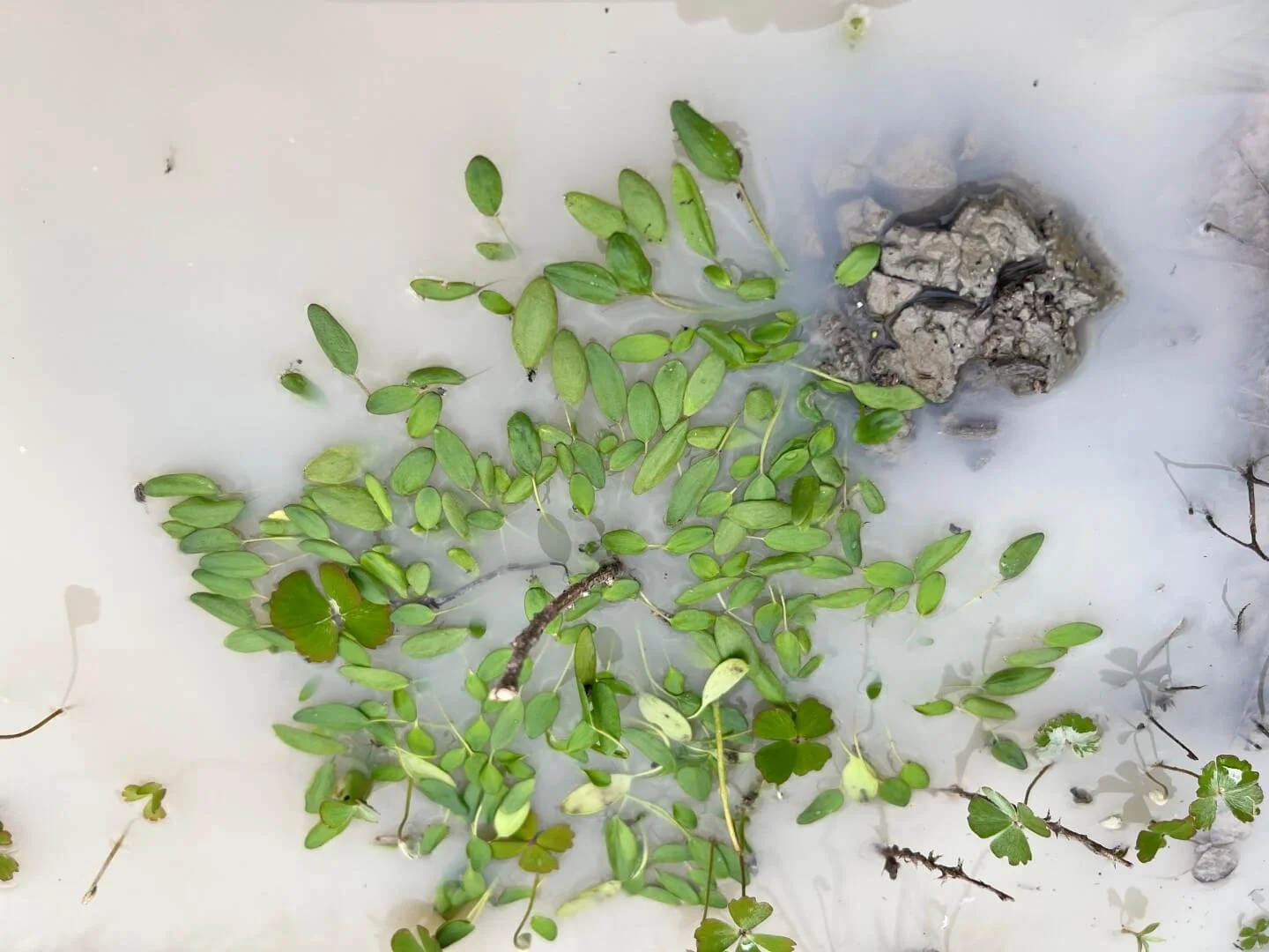 Wetland ecologists are awesome — Mallee Conservation