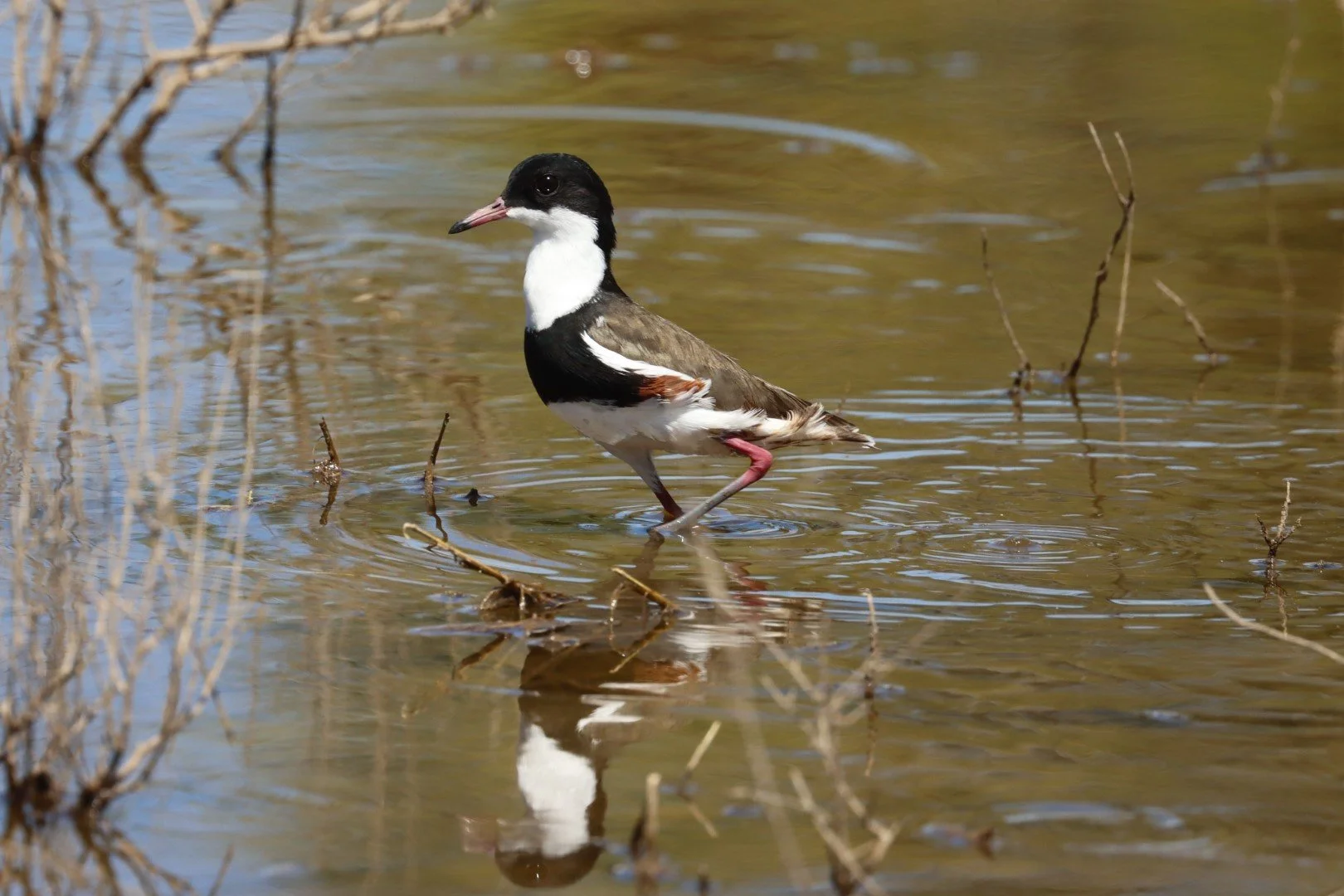 Waterbirds on our flooded creek — Mallee Conservation