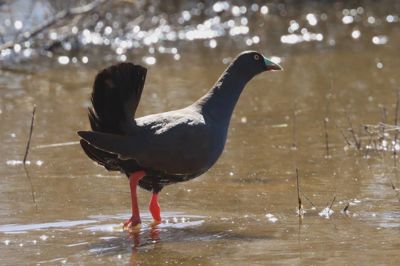 Waterbirds on our flooded creek — Mallee Conservation