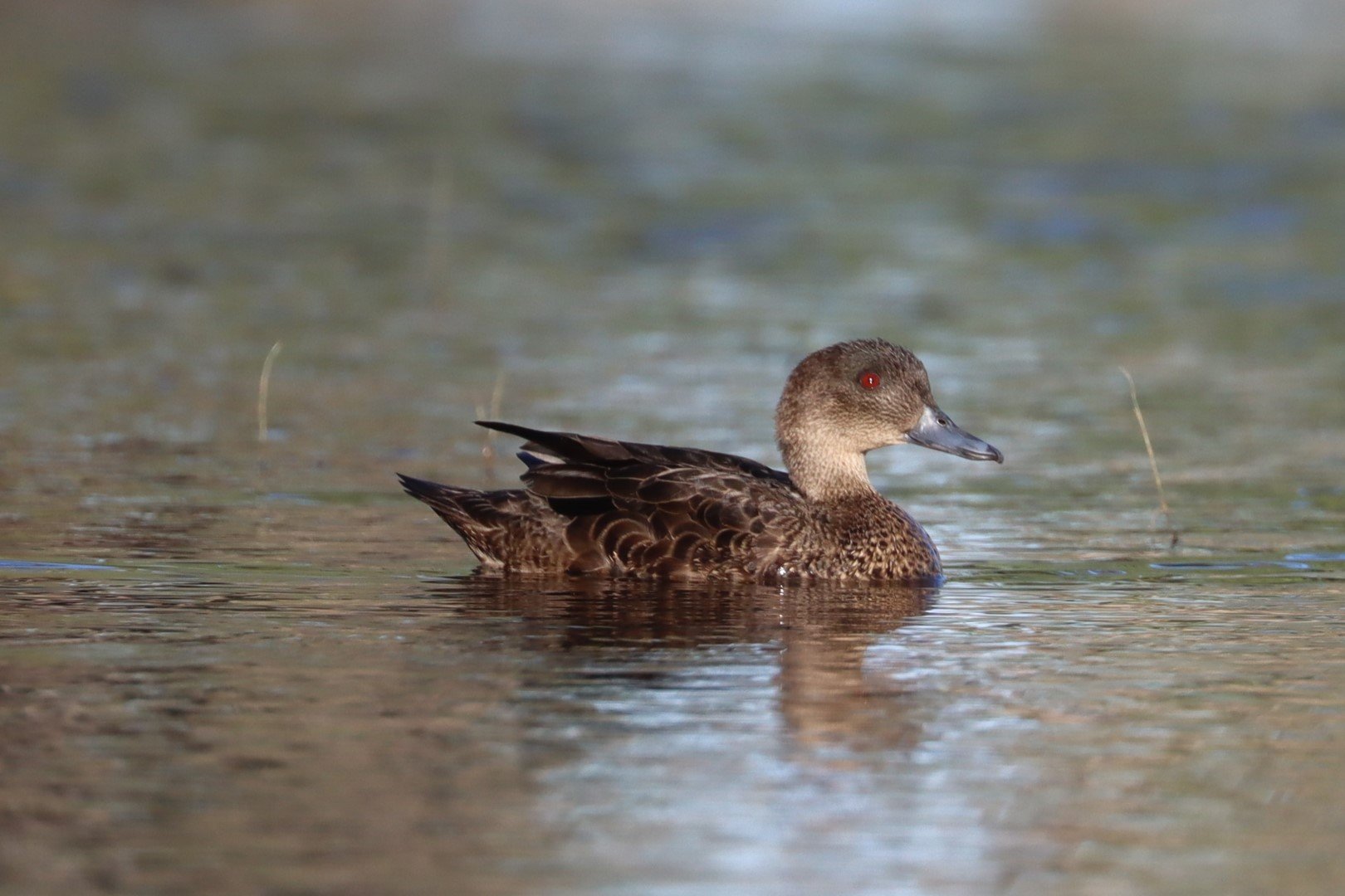 Waterbirds on our flooded creek — Mallee Conservation