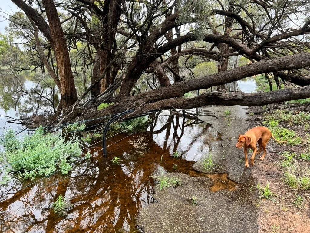 Fixed the flooded fence — Mallee Conservation