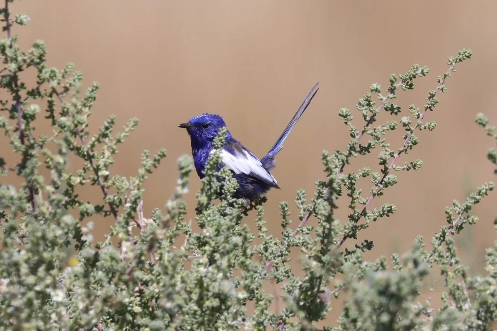 Bird photos — Mallee Conservation