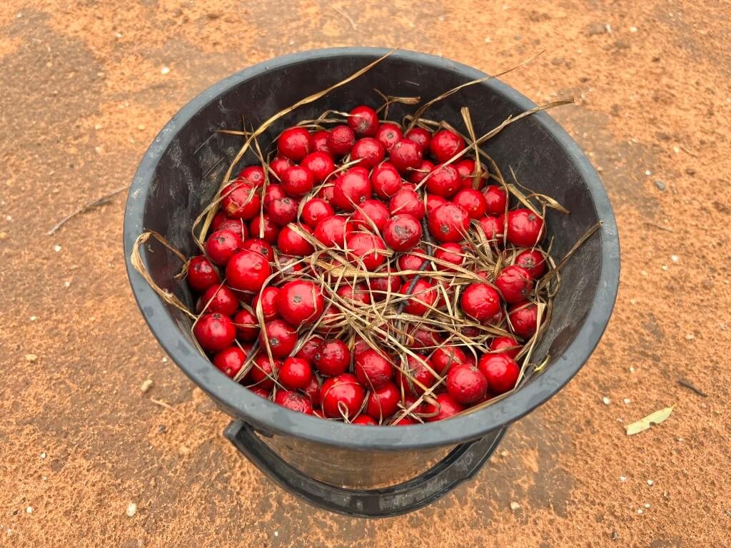 Emu poo filled with Quandongs — Mallee Conservation
